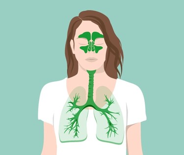 Atmung: So funktioniert das Atmungssystem | GeloMyrtol® forte